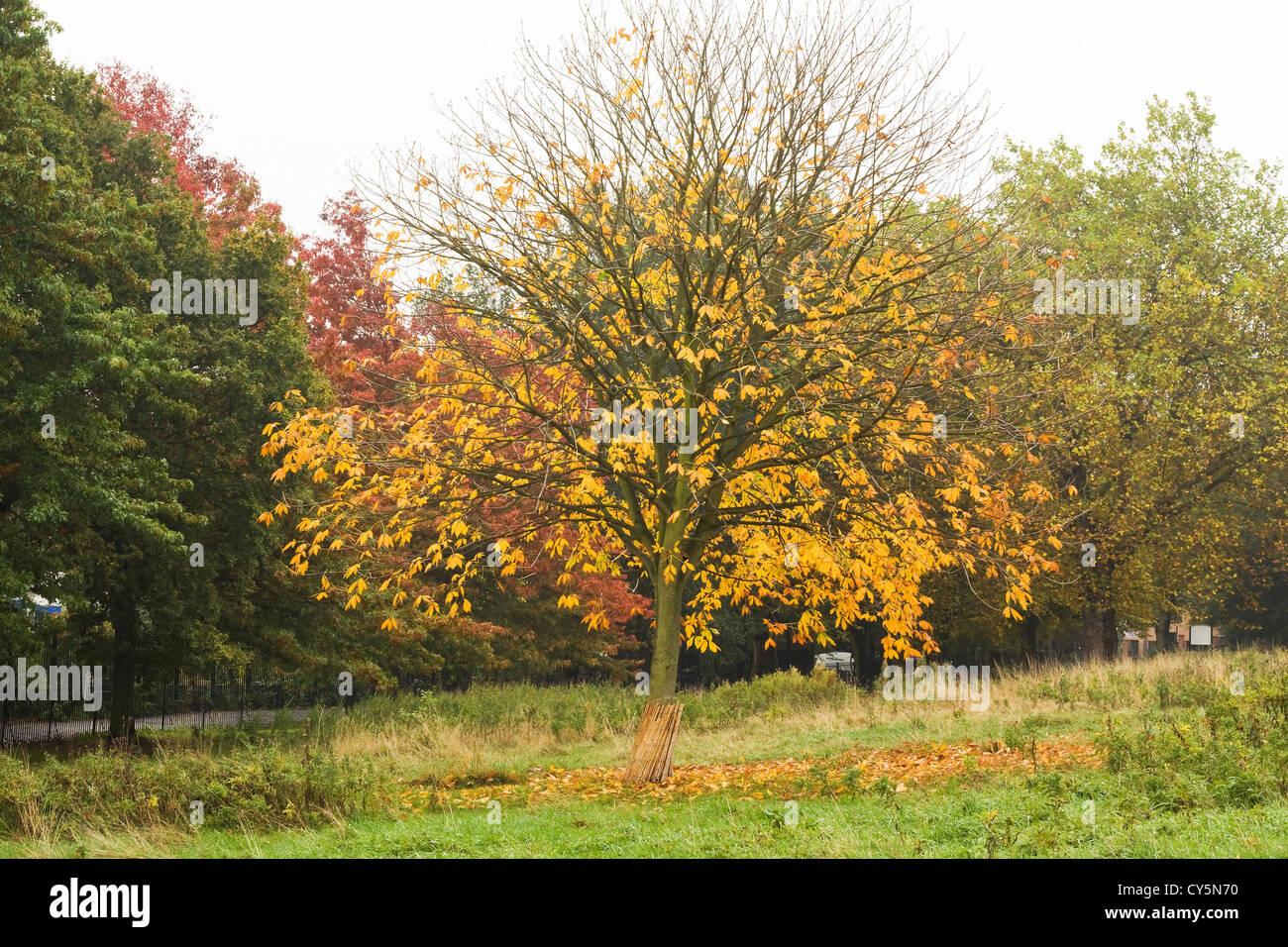 Autumn in Springfield Park London UK Stock Photo - Alamy