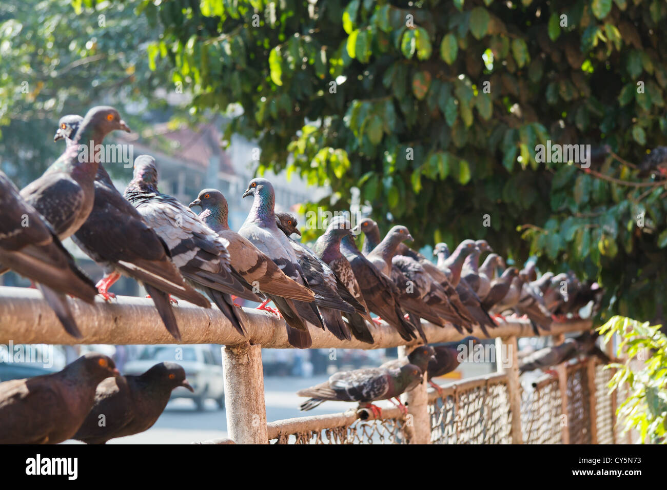 Line pigeons on tree hi-res stock photography and images - Alamy