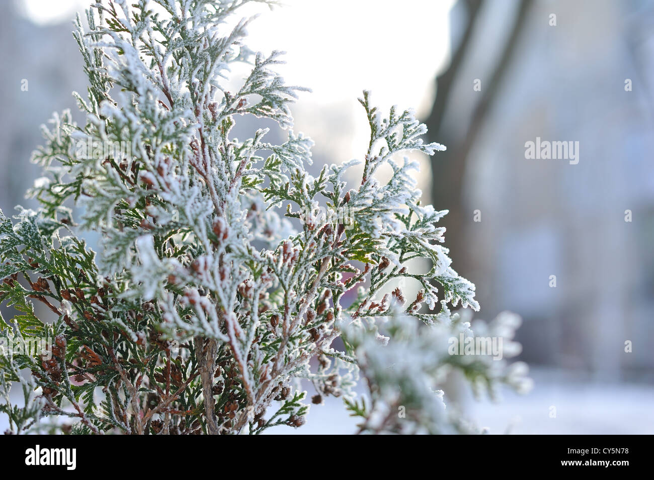 Christmas tree in snow Stock Photo - Alamy