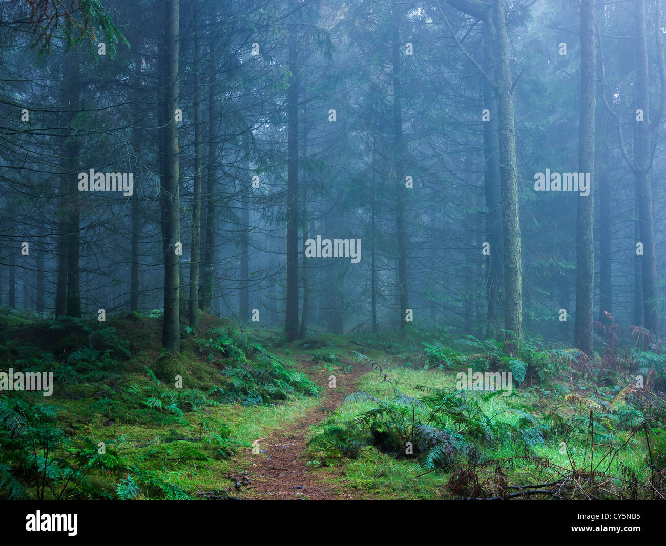 Misty scene in a forest at autumn time. Stockhill, Mendip Hills ...
