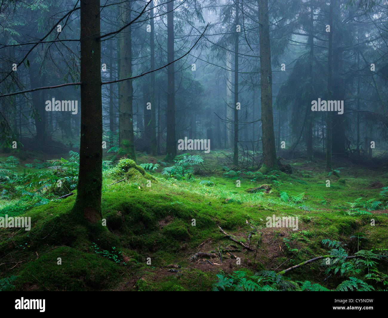 Misty scene in a forest at autumn time. Stockhill, Mendip Hills ...
