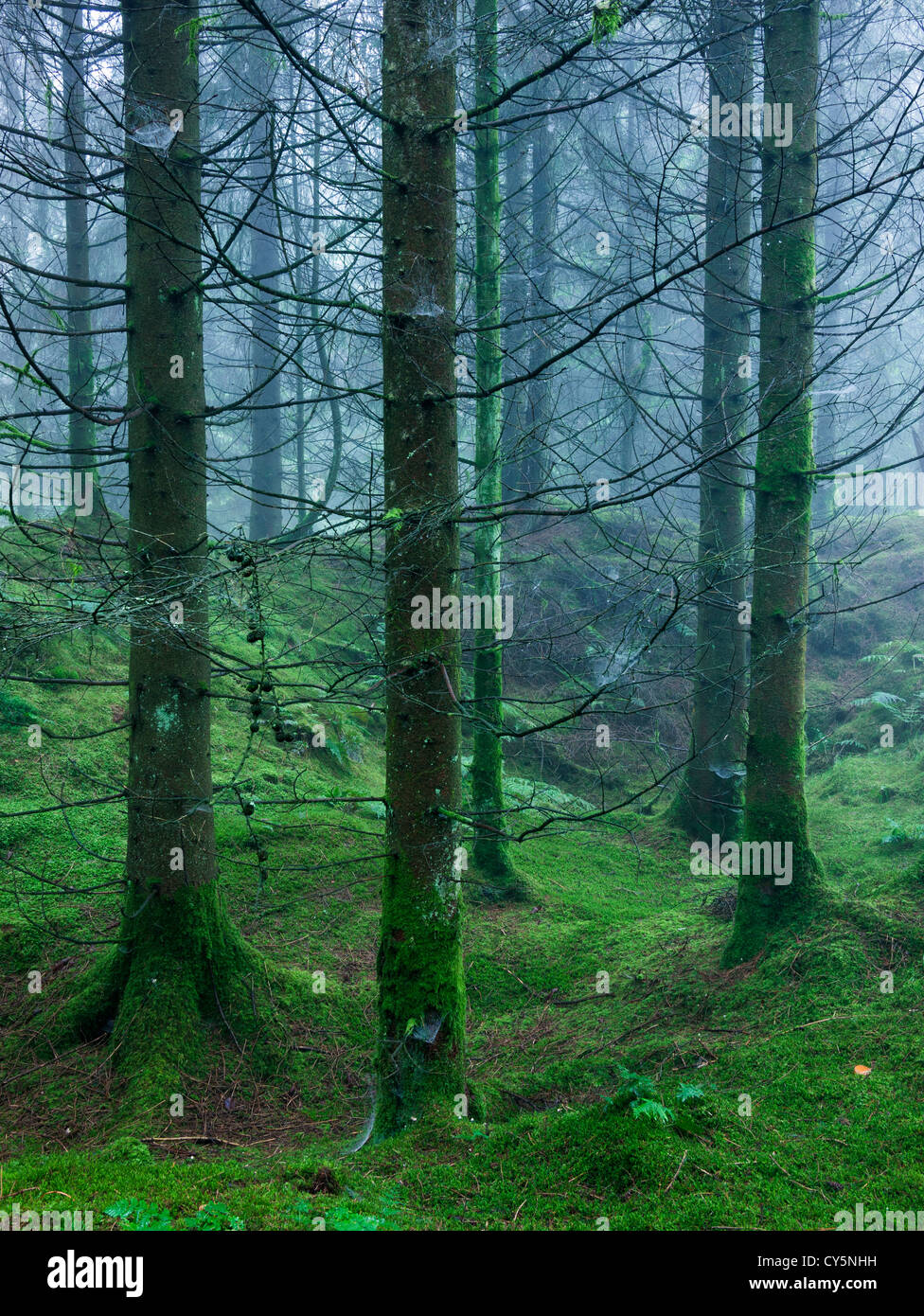 Stockhill Wood in the Mendip Hills near Priddy, Somerset, England, UK ...
