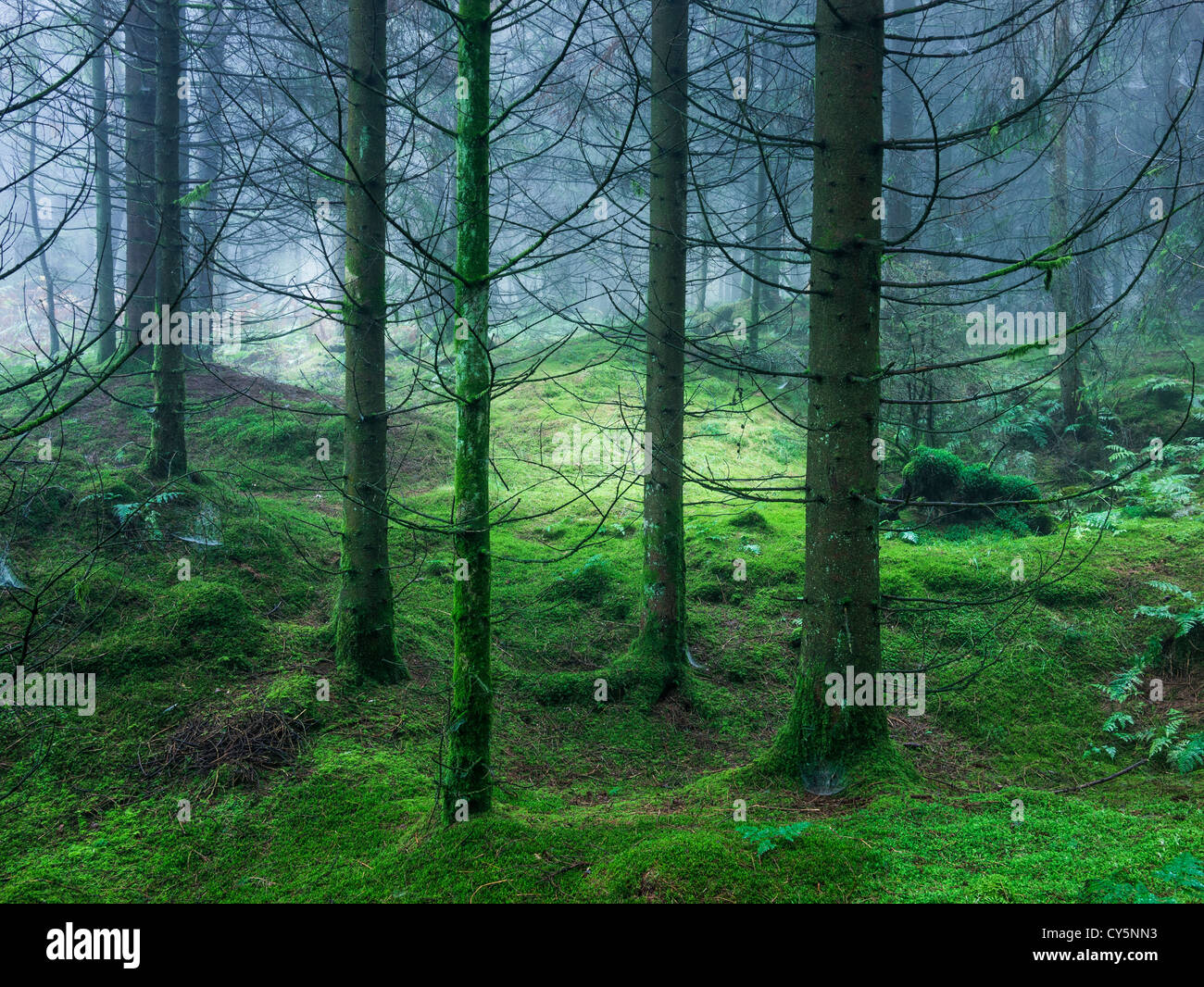 Priddy somerset england hi-res stock photography and images - Alamy