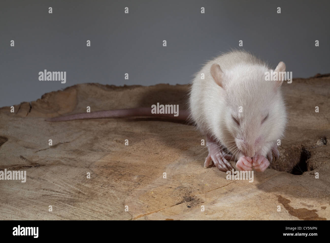 Juvenile Albino White Rat Rattus norvegicus Washing face with paws ...