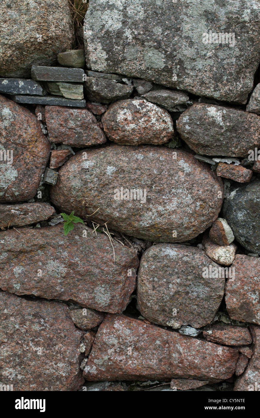 Section of a Stone Wall built from granite boulders. Isle of Iona ...