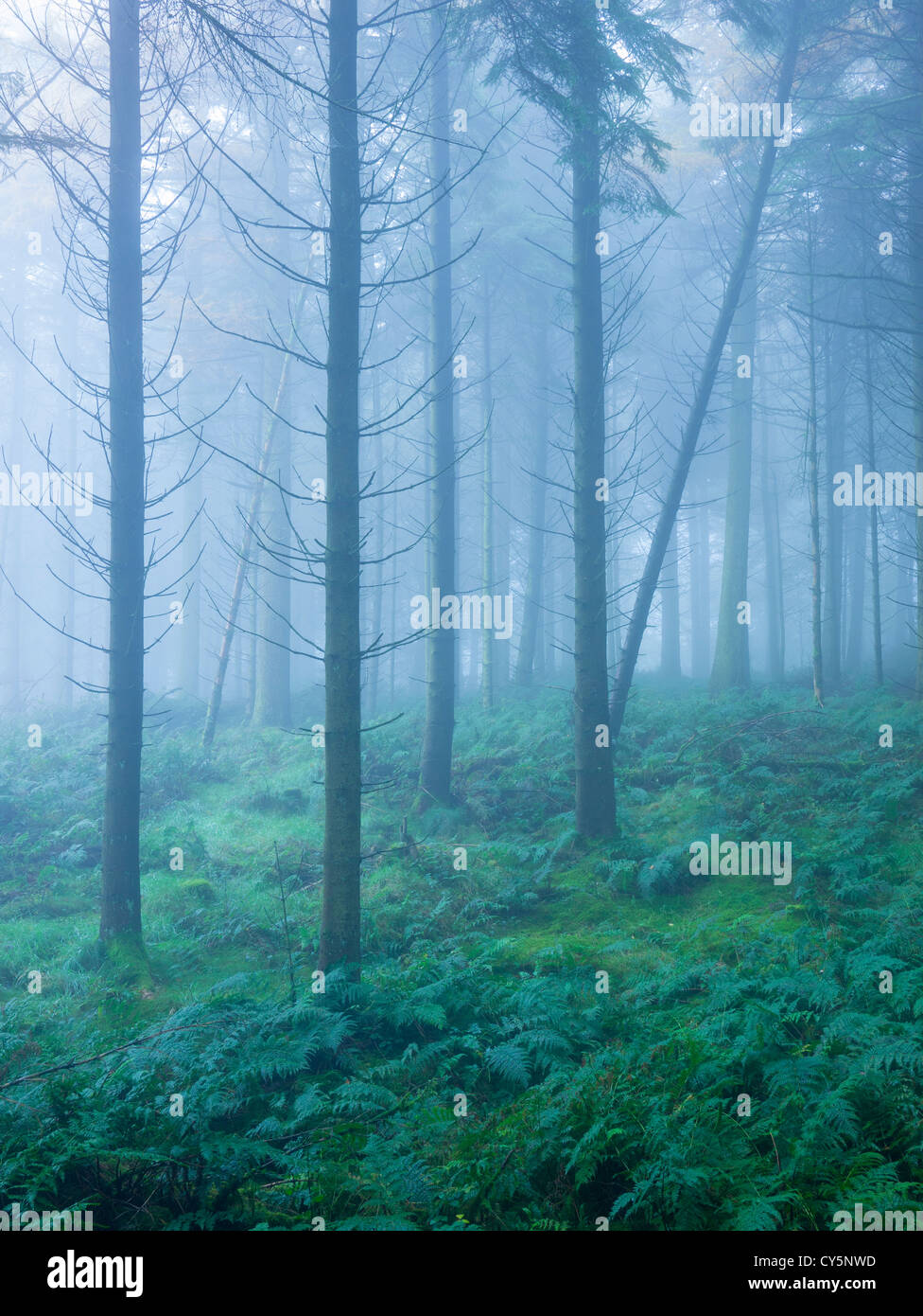 Misty scene in a forest at autumn time. Stockhill, Mendip Hills ...
