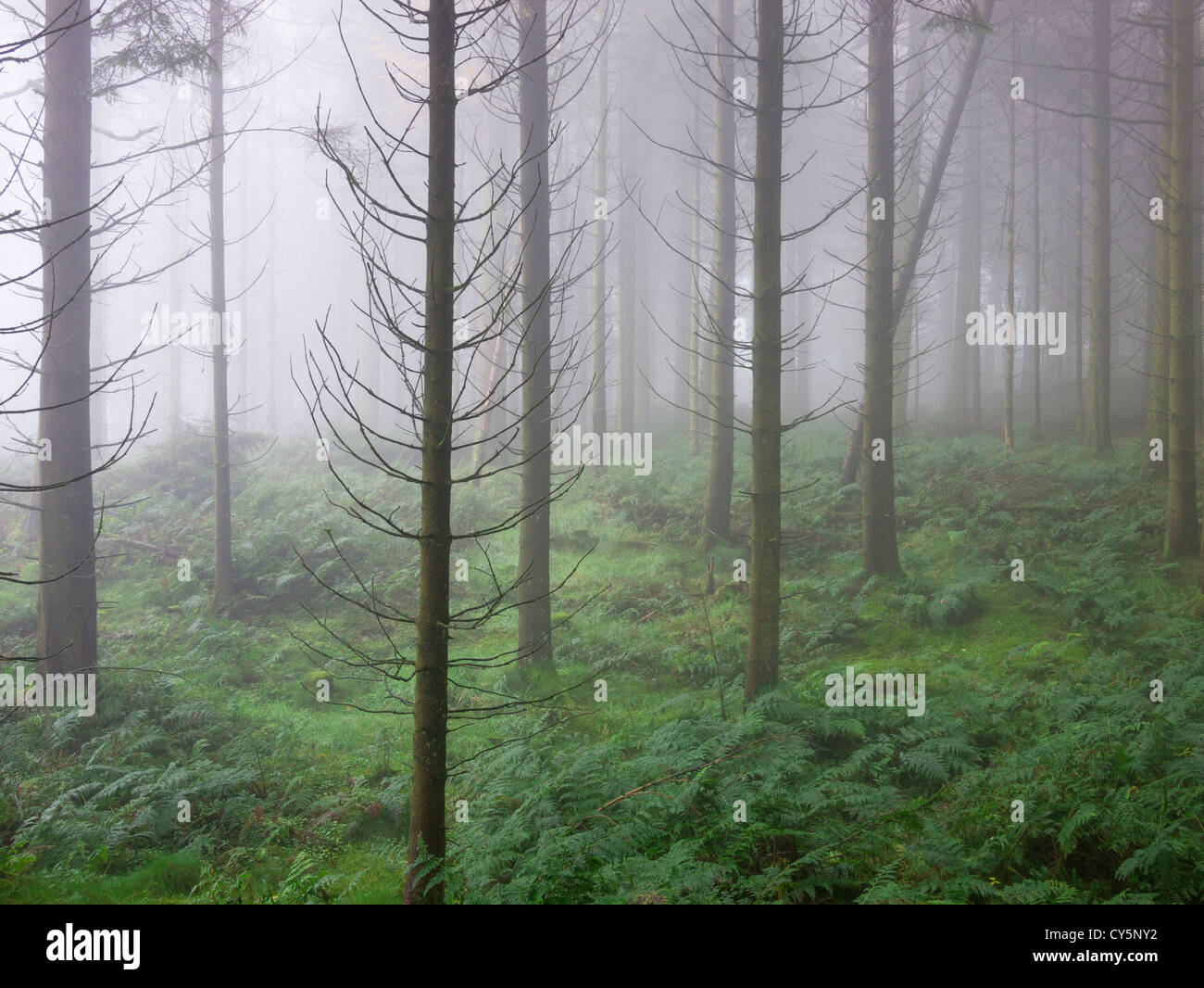 Misty scene in a forest at autumn time. Stockhill, Mendip Hills ...