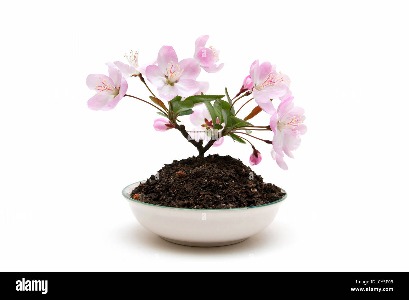 Plum blossom on tree Cut Out Stock Images & Pictures - Alamy