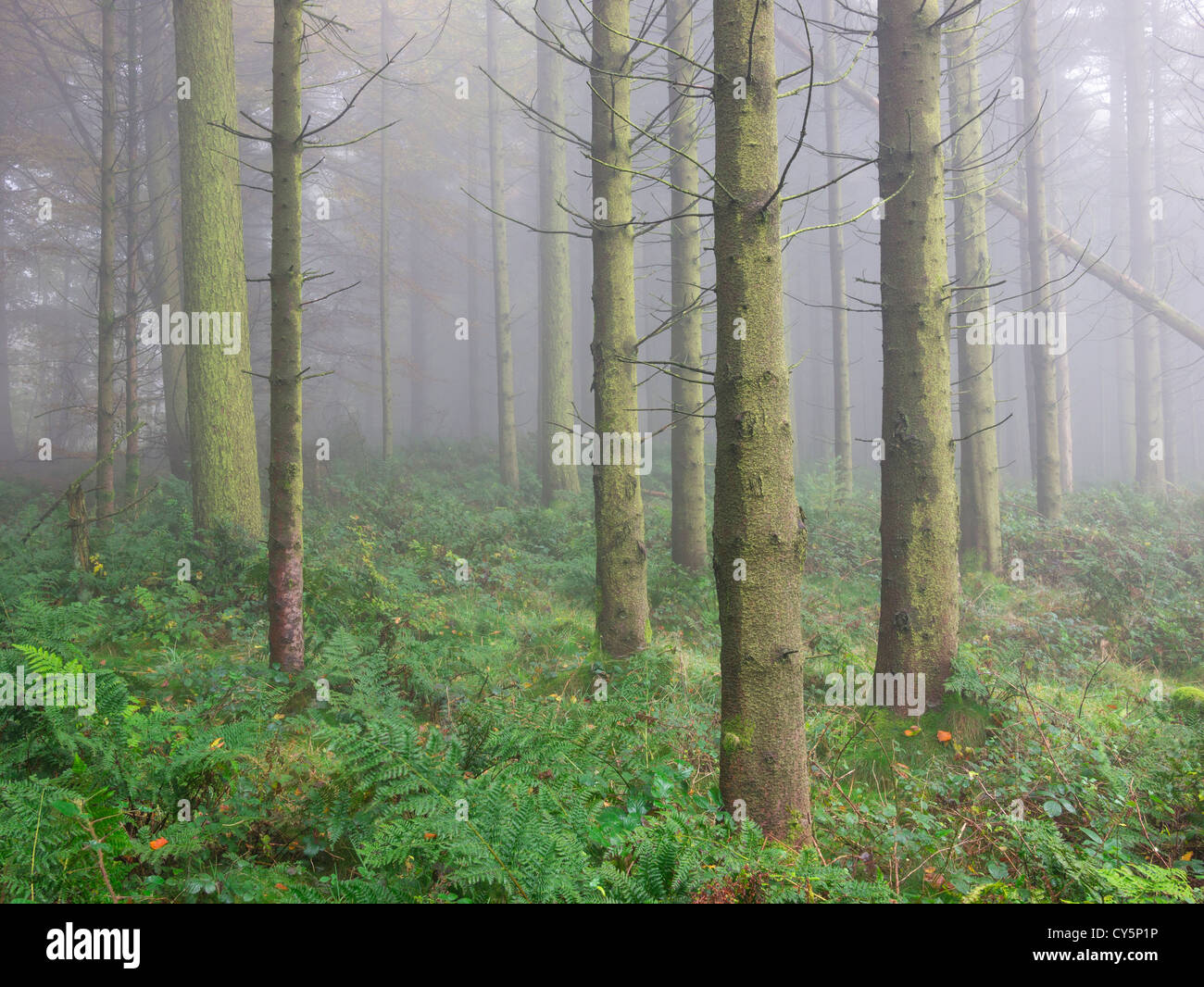 Misty scene in a forest at autumn time. Stockhill, Mendip Hills ...