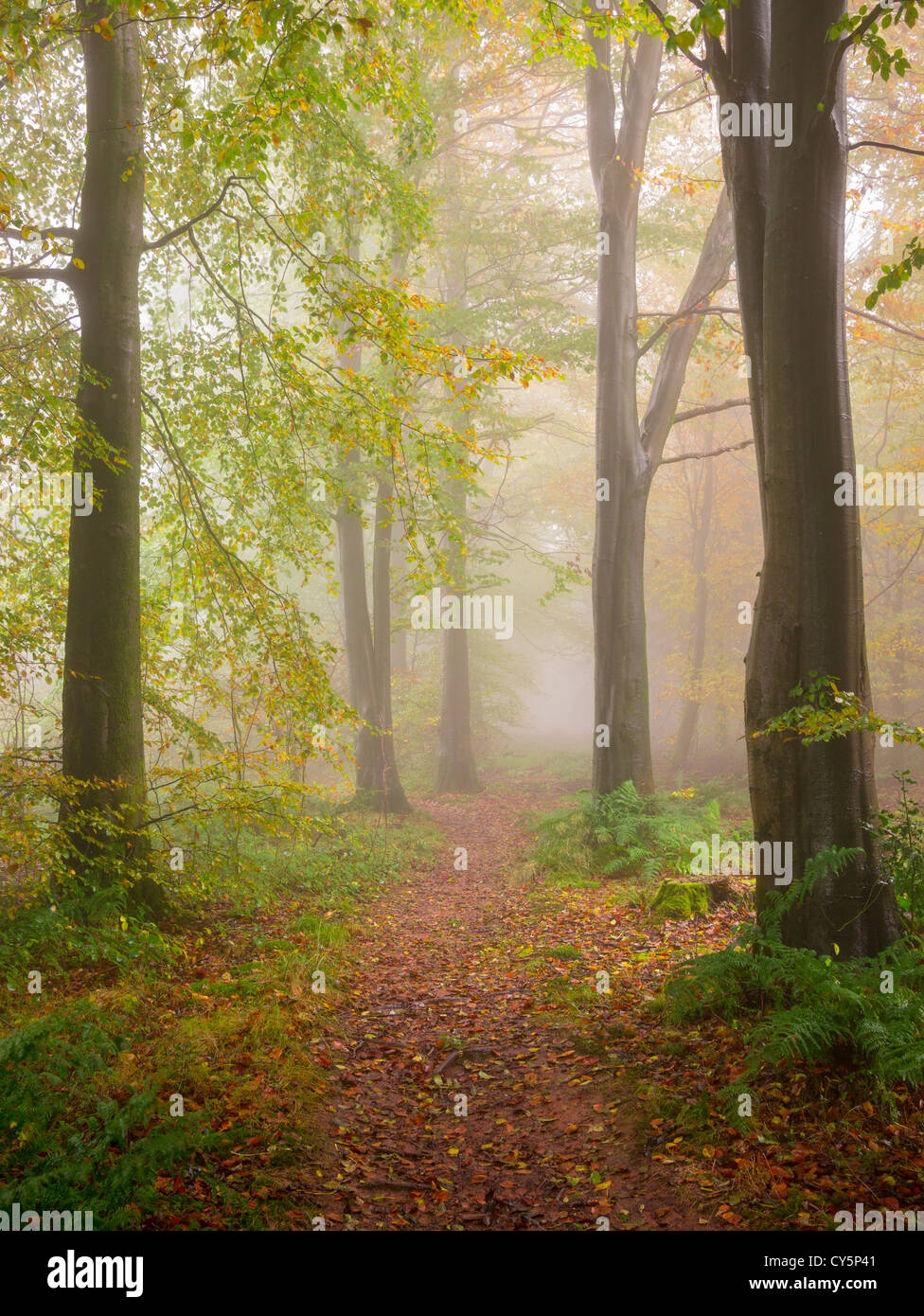 Beech trees and mist in a woodland. Stockhill Wood, Mendip Hills ...