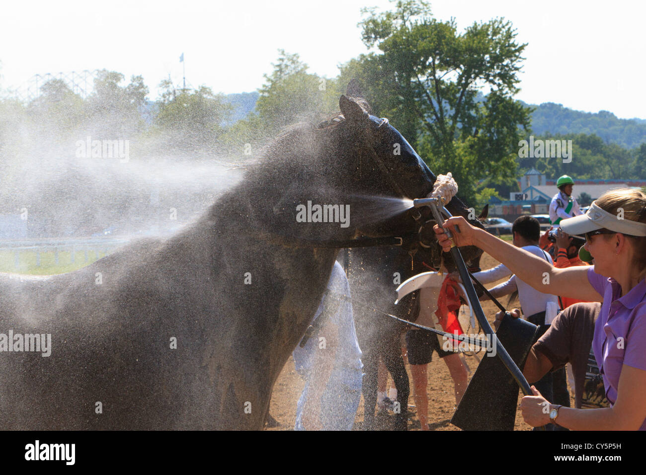 Horse being cooled after race Stock Photo - Alamy