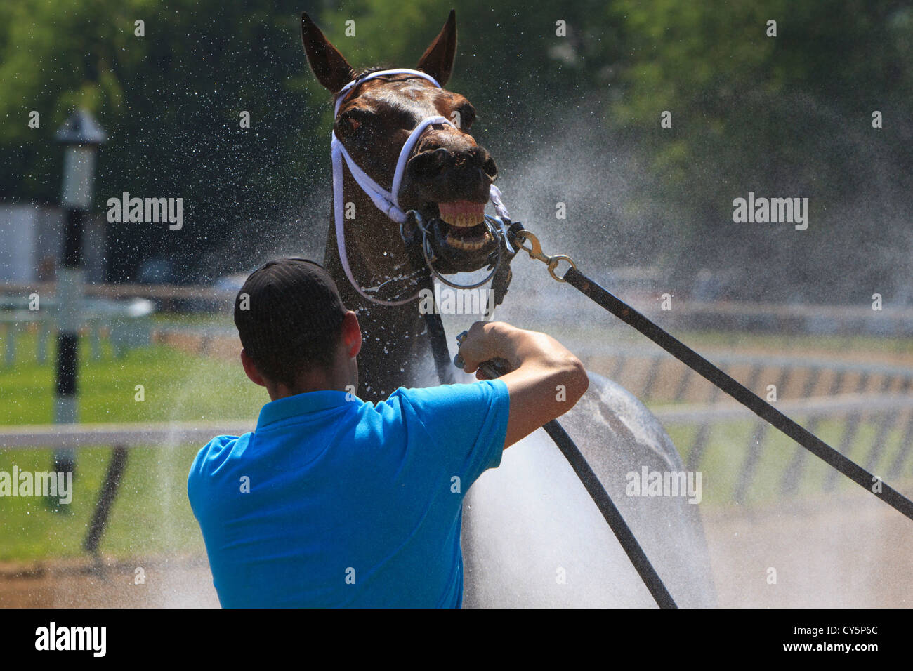 Horse being cooled after race Stock Photo - Alamy