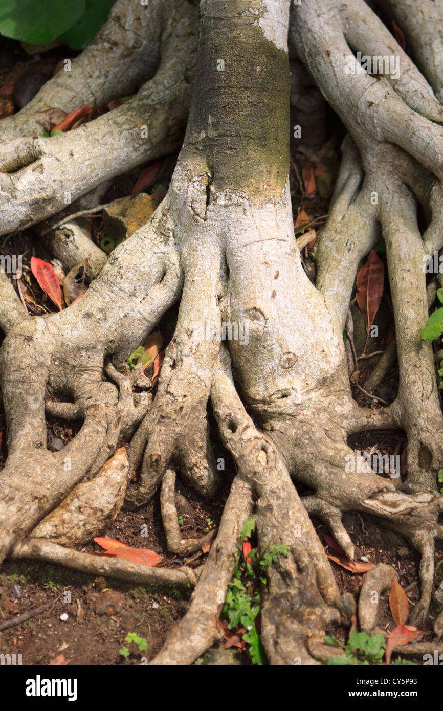 Intricate buttress roots of a tree in the grounds of Nakijin Castle, a ...