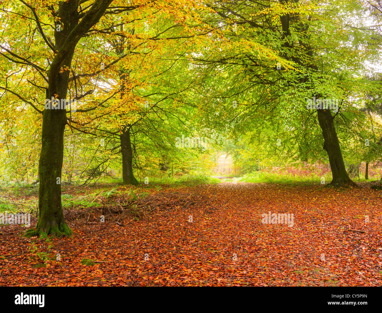 Beech trees in a woodland. Stockhill Wood, Mendip Hills, Somerset ...