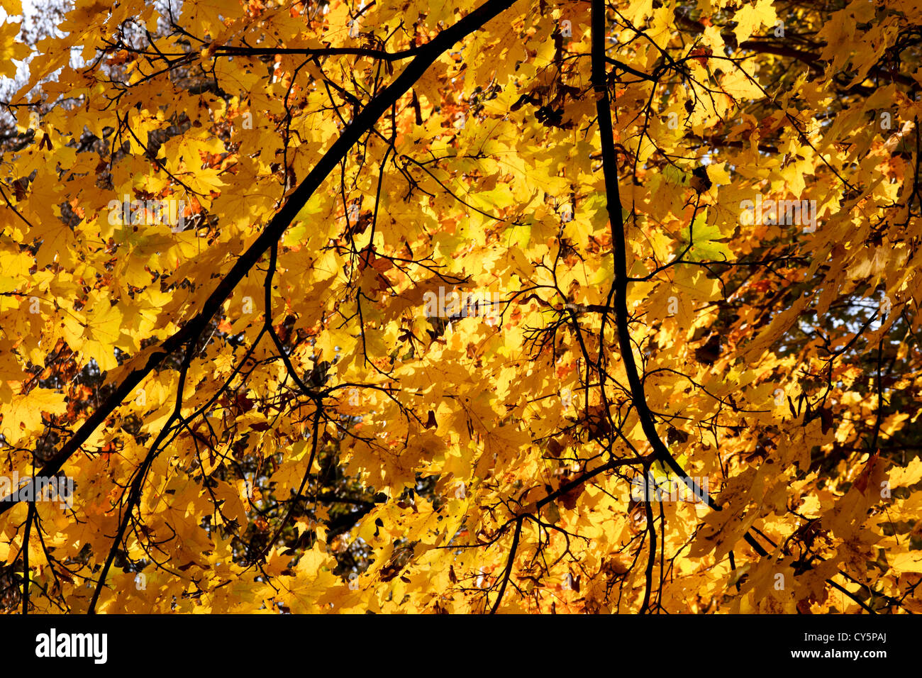 Bright yellow foliage on a maple tree branch overhead Stock Photo - Alamy