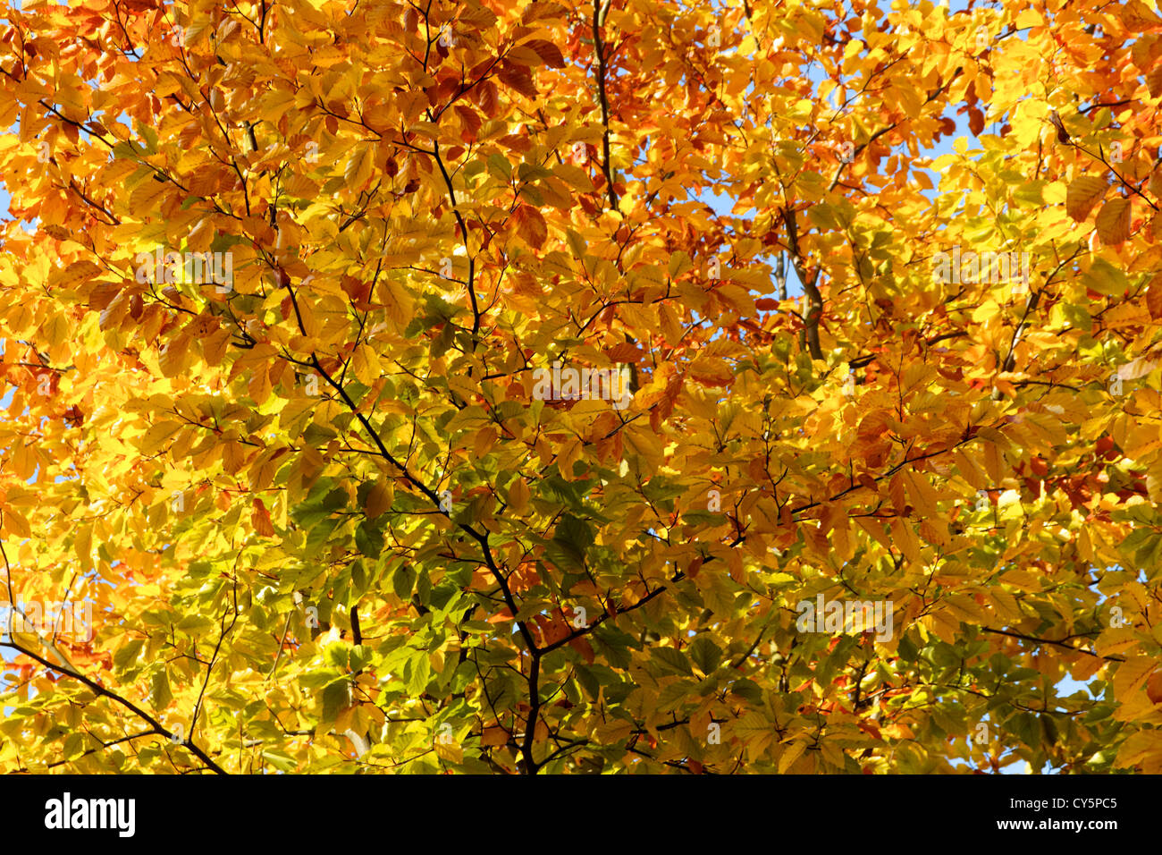 Canopy of fall leaves hi-res stock photography and images - Alamy