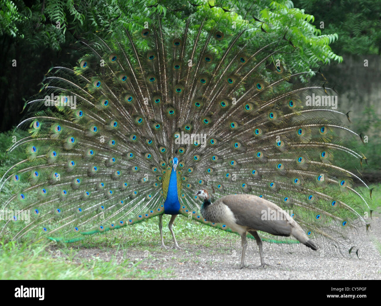 Dancing Peacock One of the most beautiful bird to watch Stock Photo - Alamy
