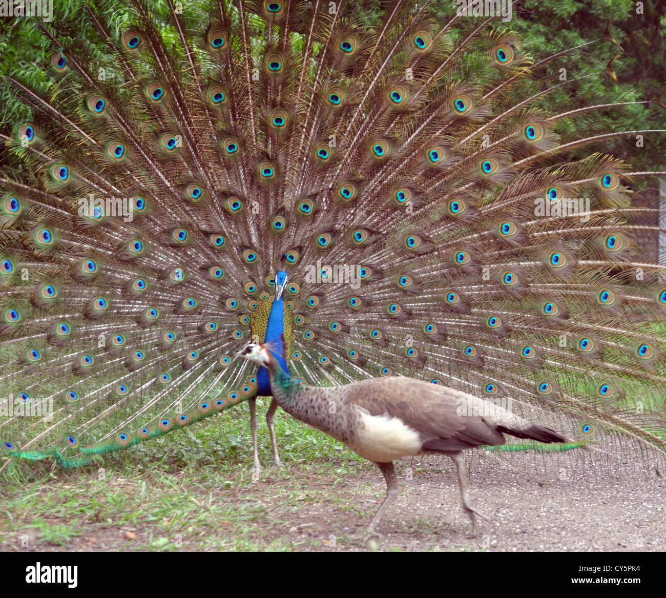 Peacock and peahen hi-res stock photography and images - Alamy