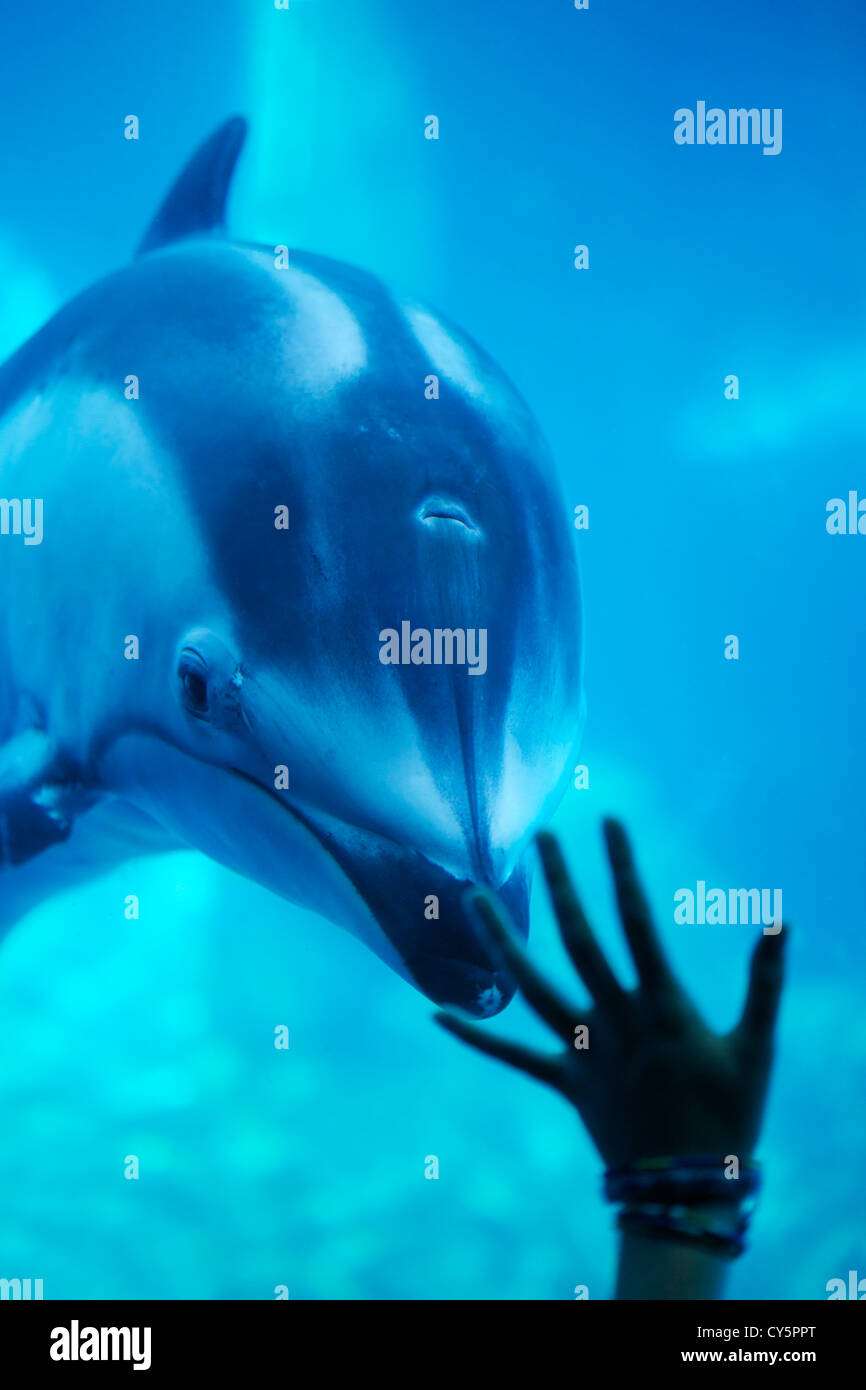 Human interacting with dolphin hi-res stock photography and images - Alamy