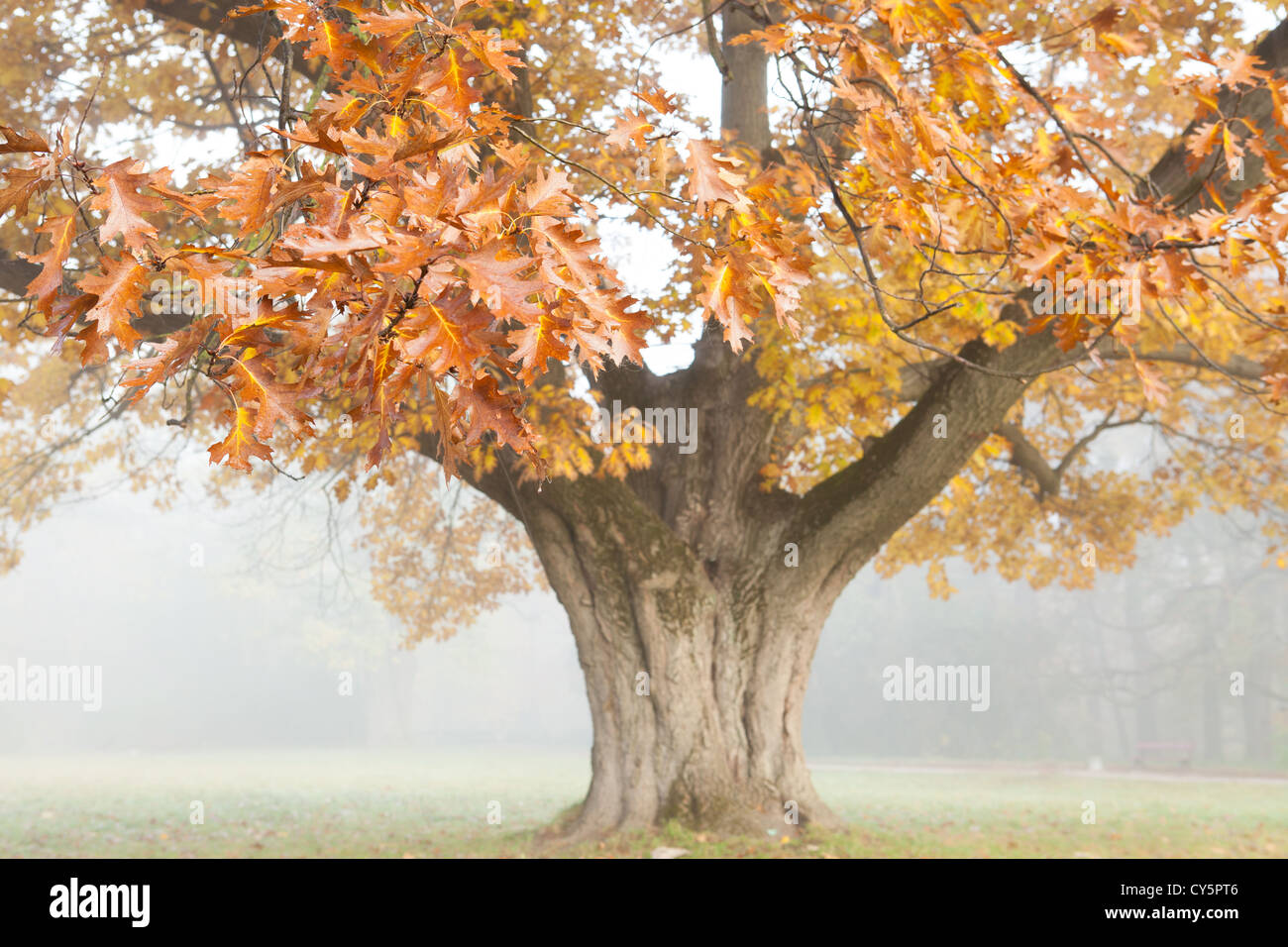 Big beautiful oak tree in autumn. landscape Stock Photo - Alamy