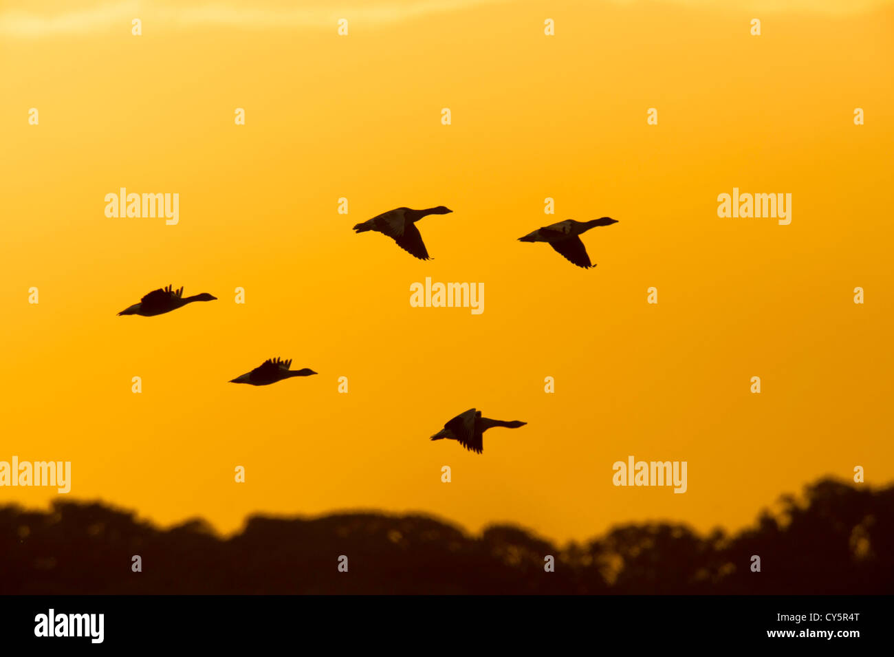 Geese flight out from Holkam Fresh marsh at sunset Stock Photo - Alamy