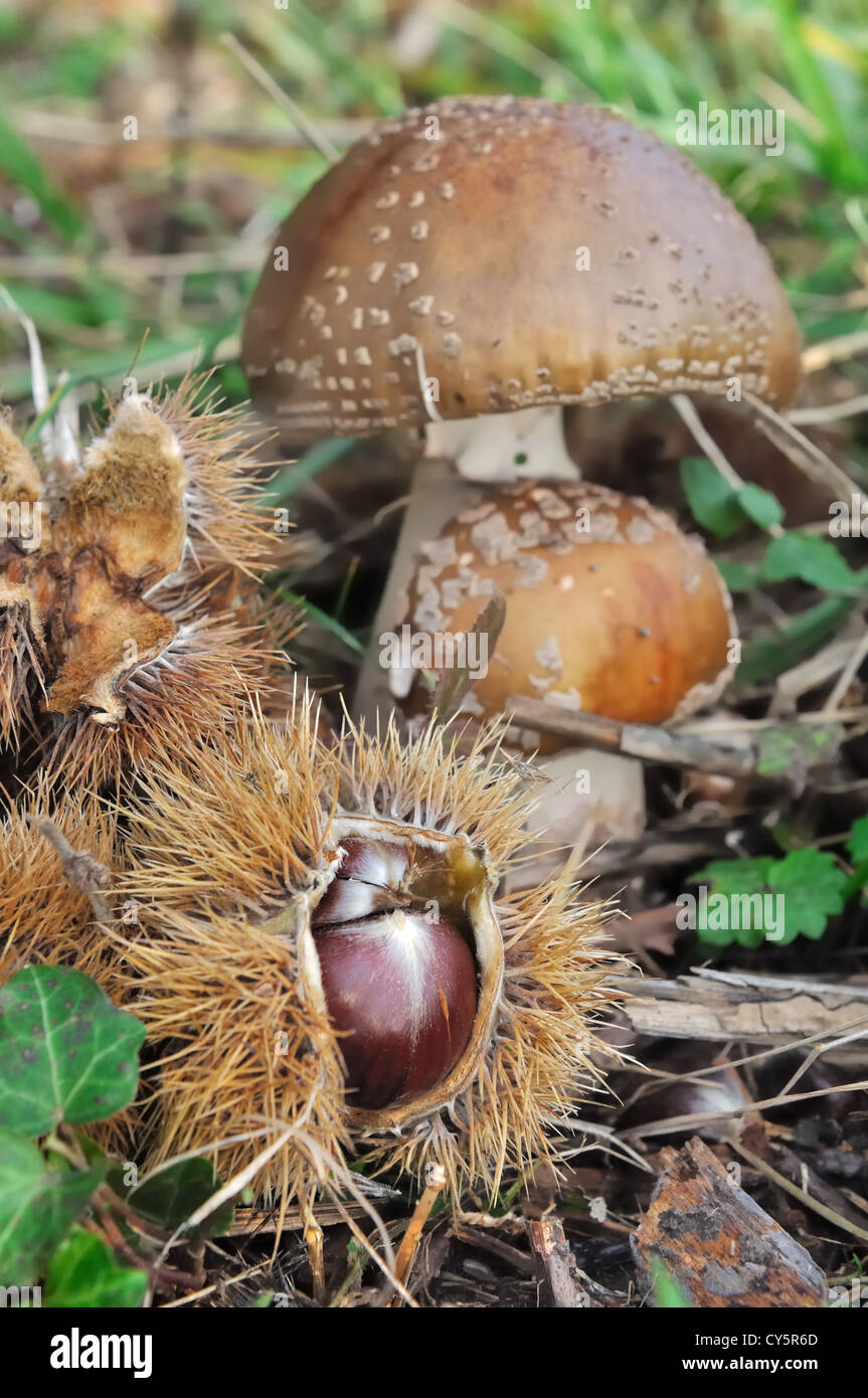 chestnut in a open bugs next to a mushroom Stock Photo - Alamy