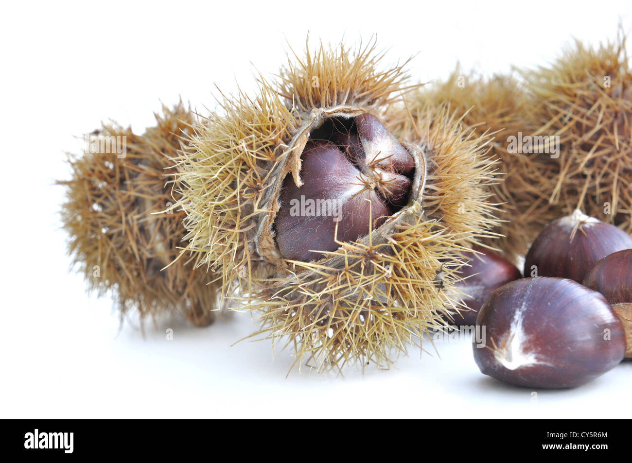 Spiny husk hi-res stock photography and images - Alamy