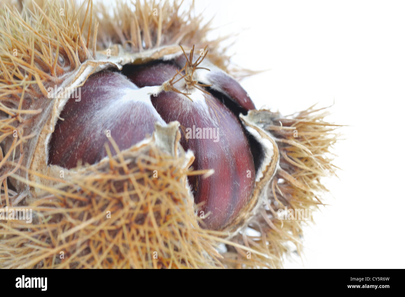 close on chestnuts in husk on white background Stock Photo - Alamy