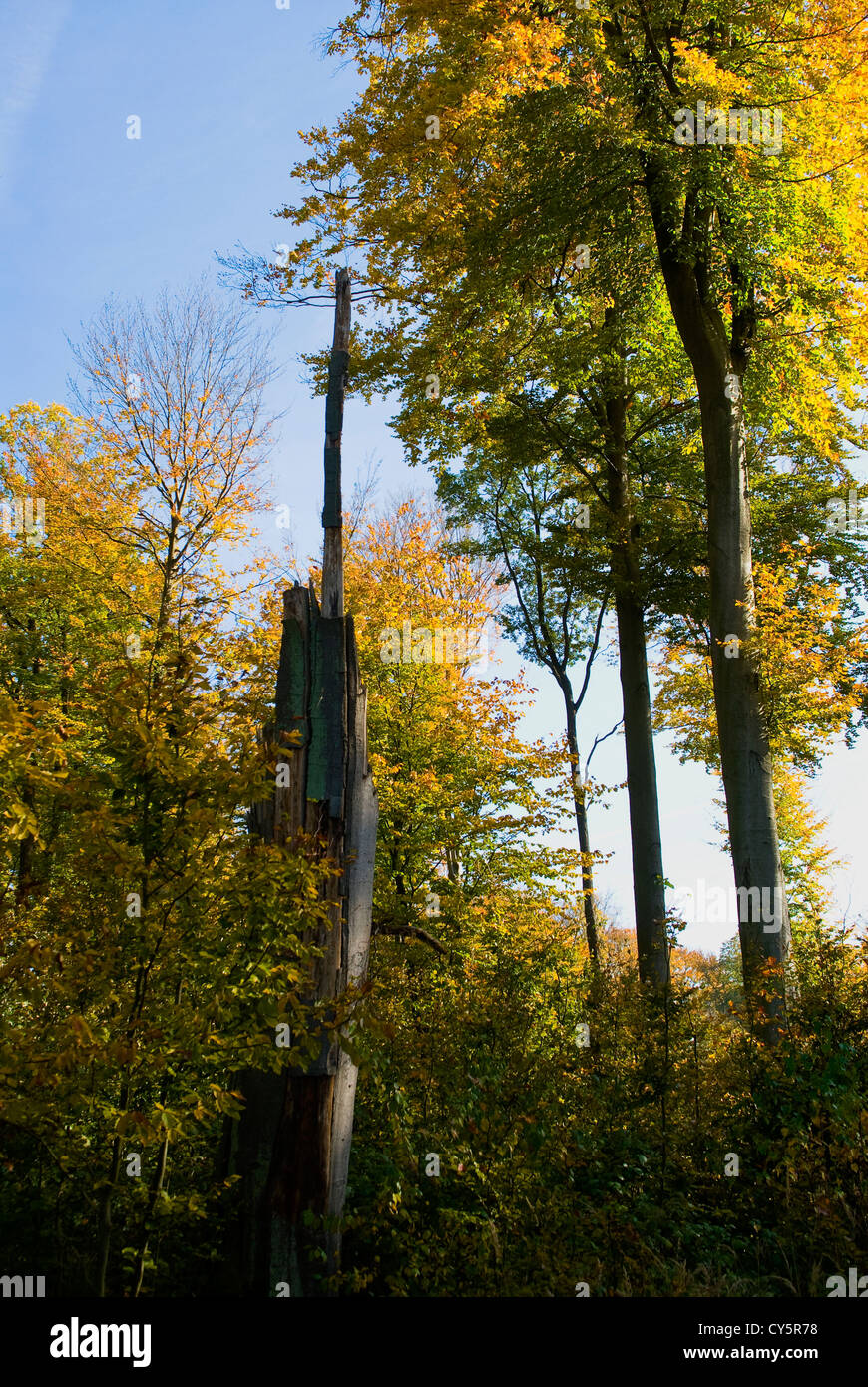 break tree autumn Stock Photo - Alamy