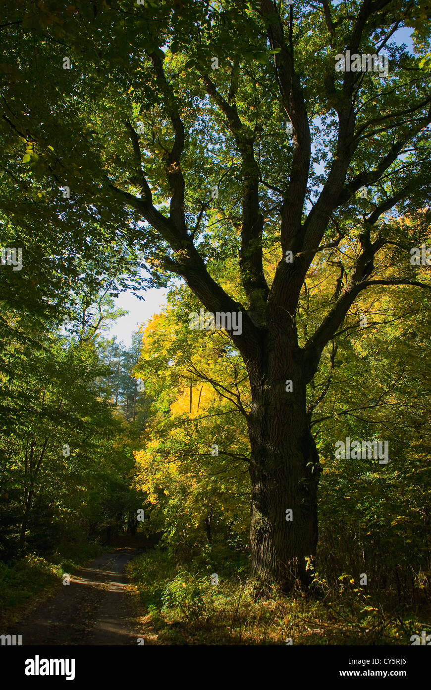 Colorful sycamore and oak trees hi-res stock photography and images - Alamy