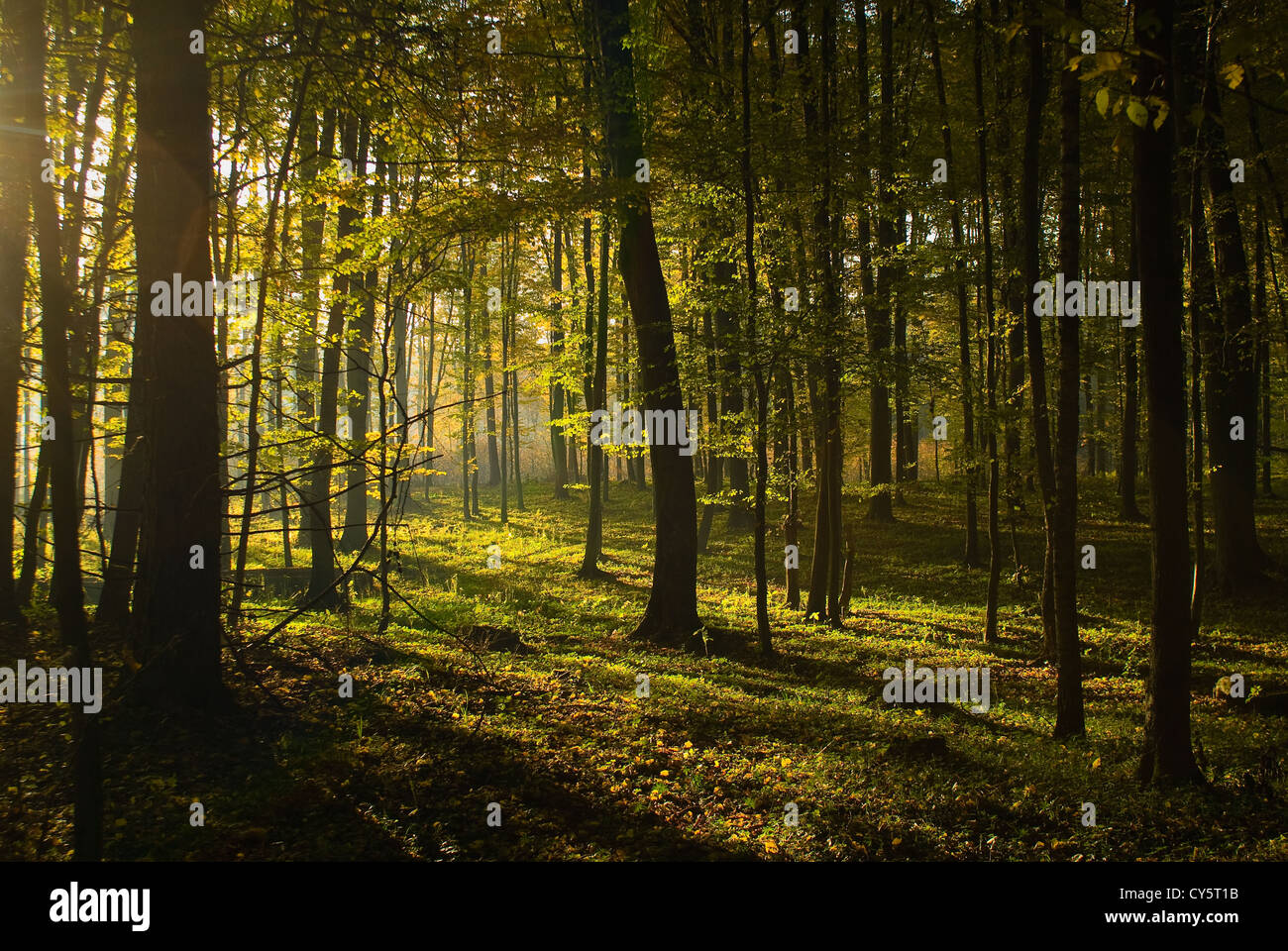Twing branch hi-res stock photography and images - Alamy