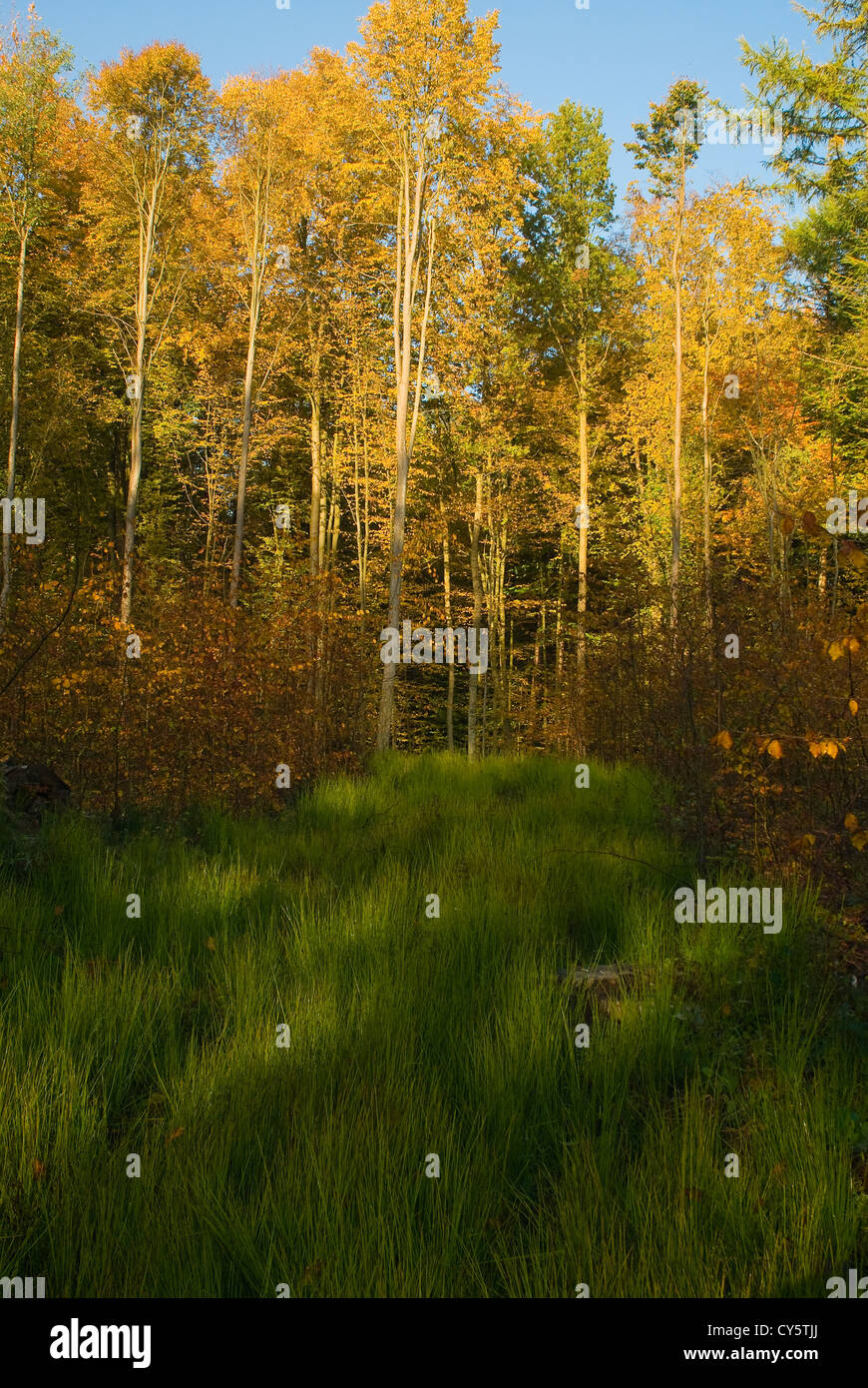 Twing branch hi-res stock photography and images - Alamy