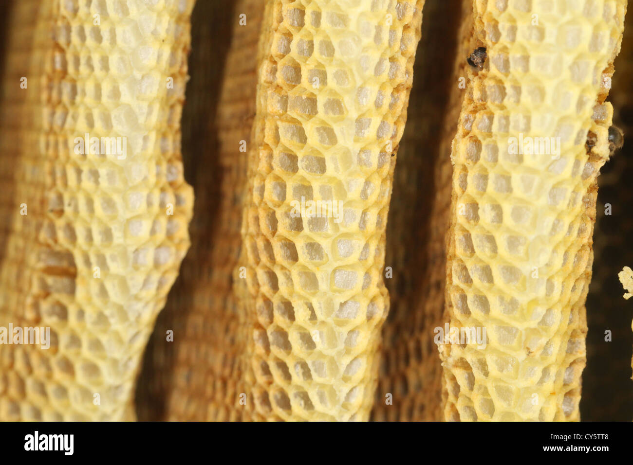 Honeycomb inside a beehive Stock Photo - Alamy