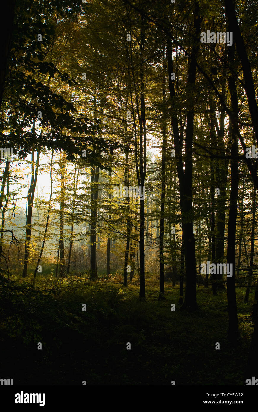 Twing branch hi-res stock photography and images - Alamy