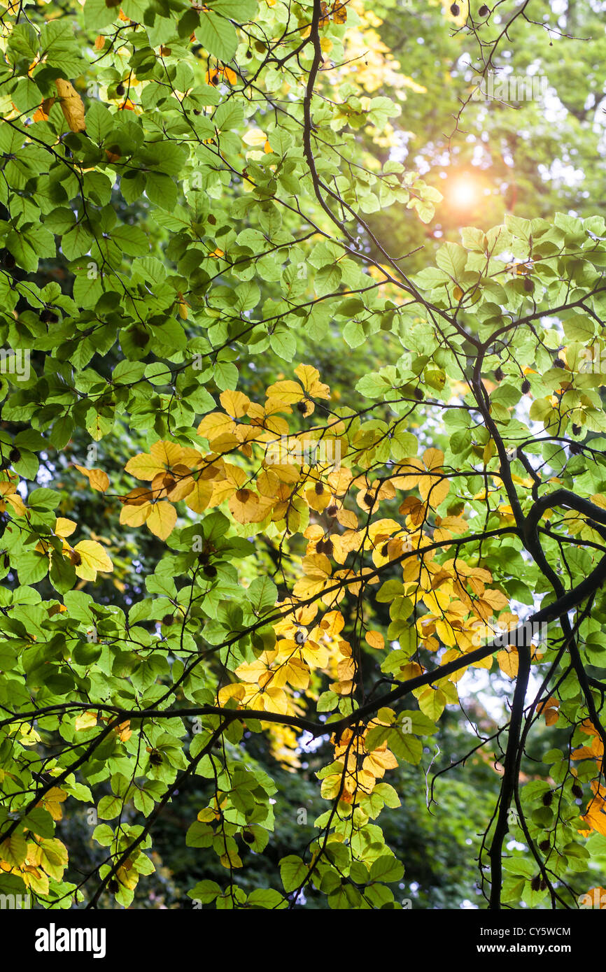 Typical leaves in the Autumn season, full of colors Stock Photo - Alamy
