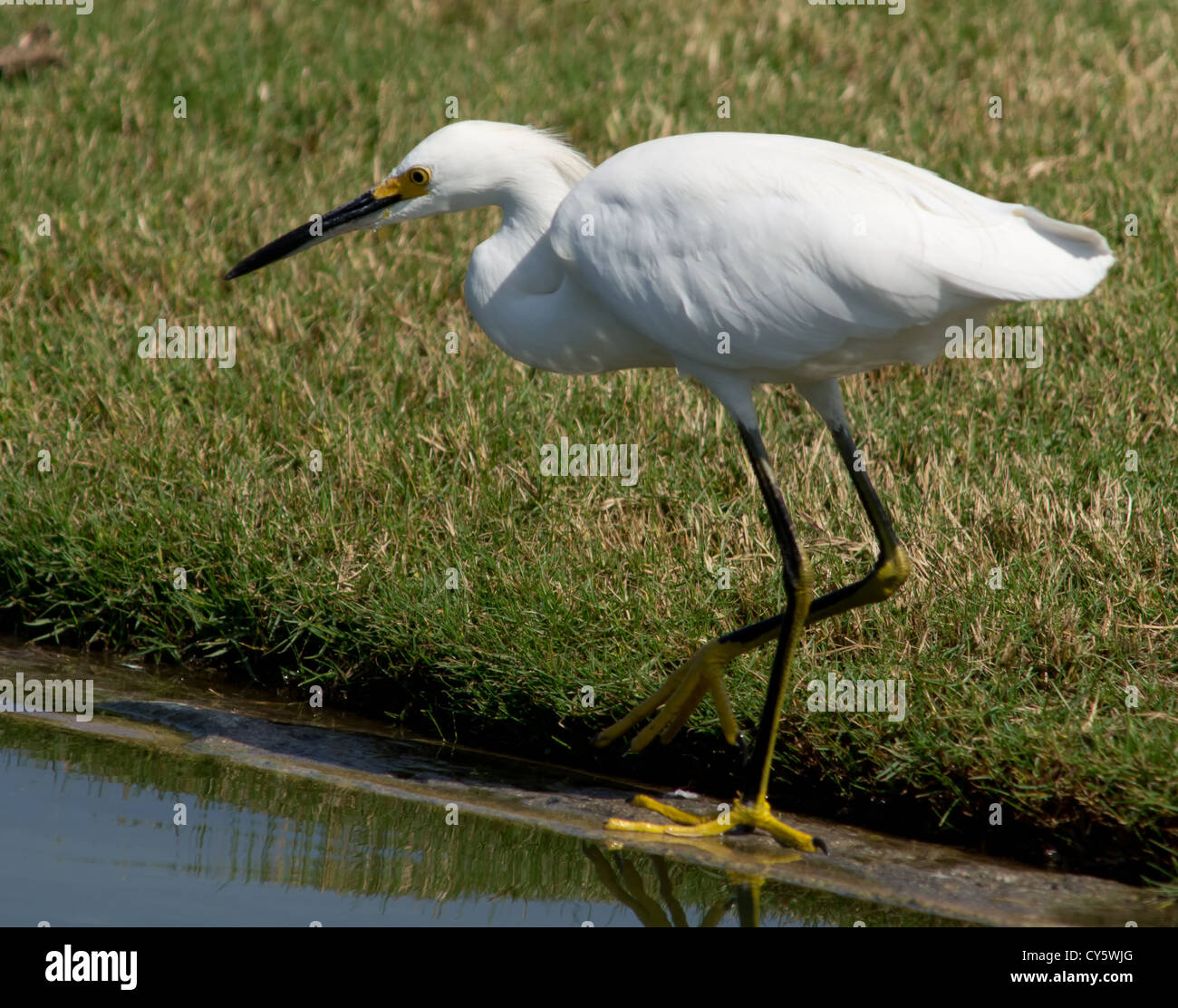 Snowy white egret in flight hi-res stock photography and images - Alamy