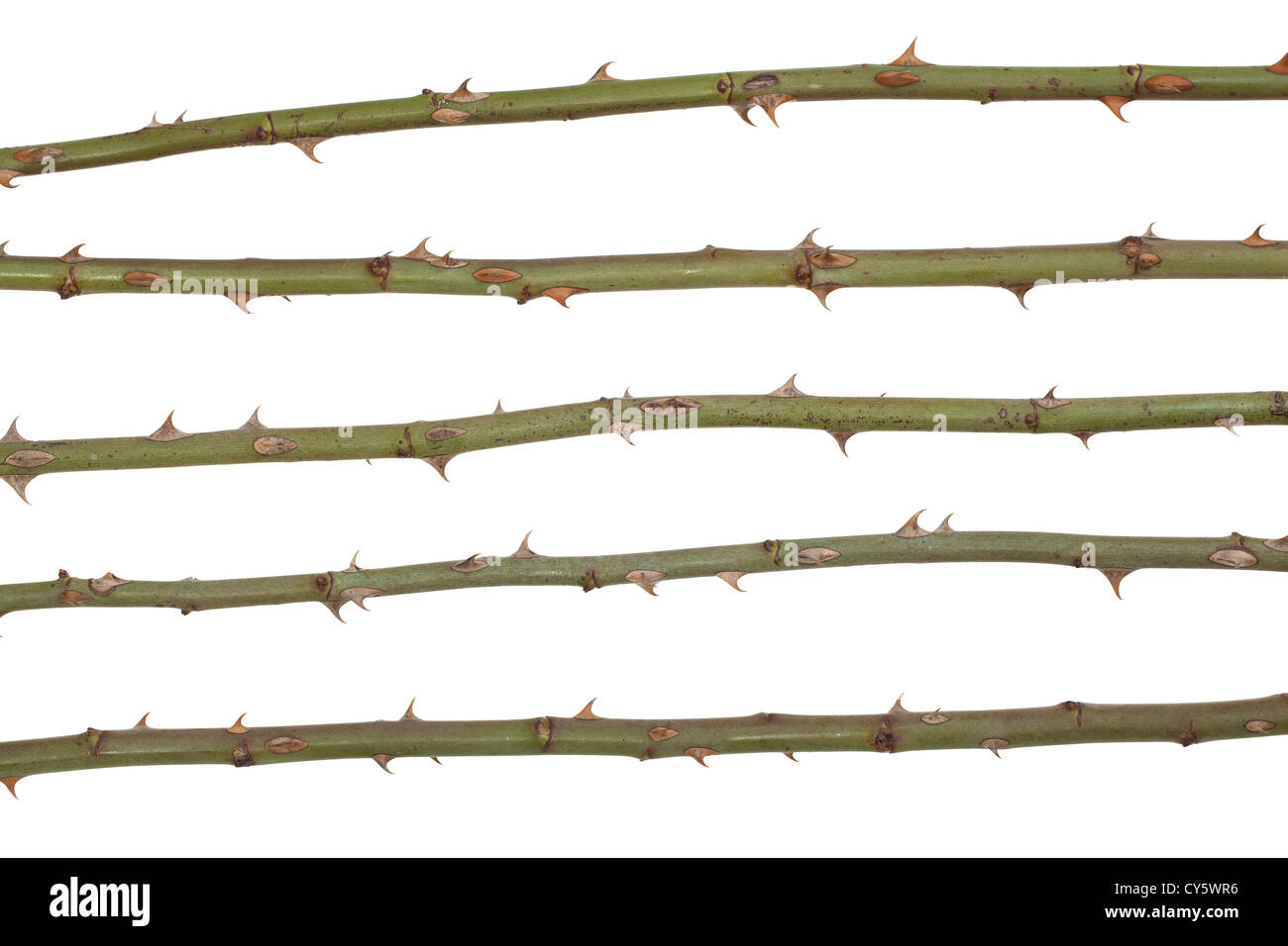 stem with spikes from rose on white background Stock Photo - Alamy