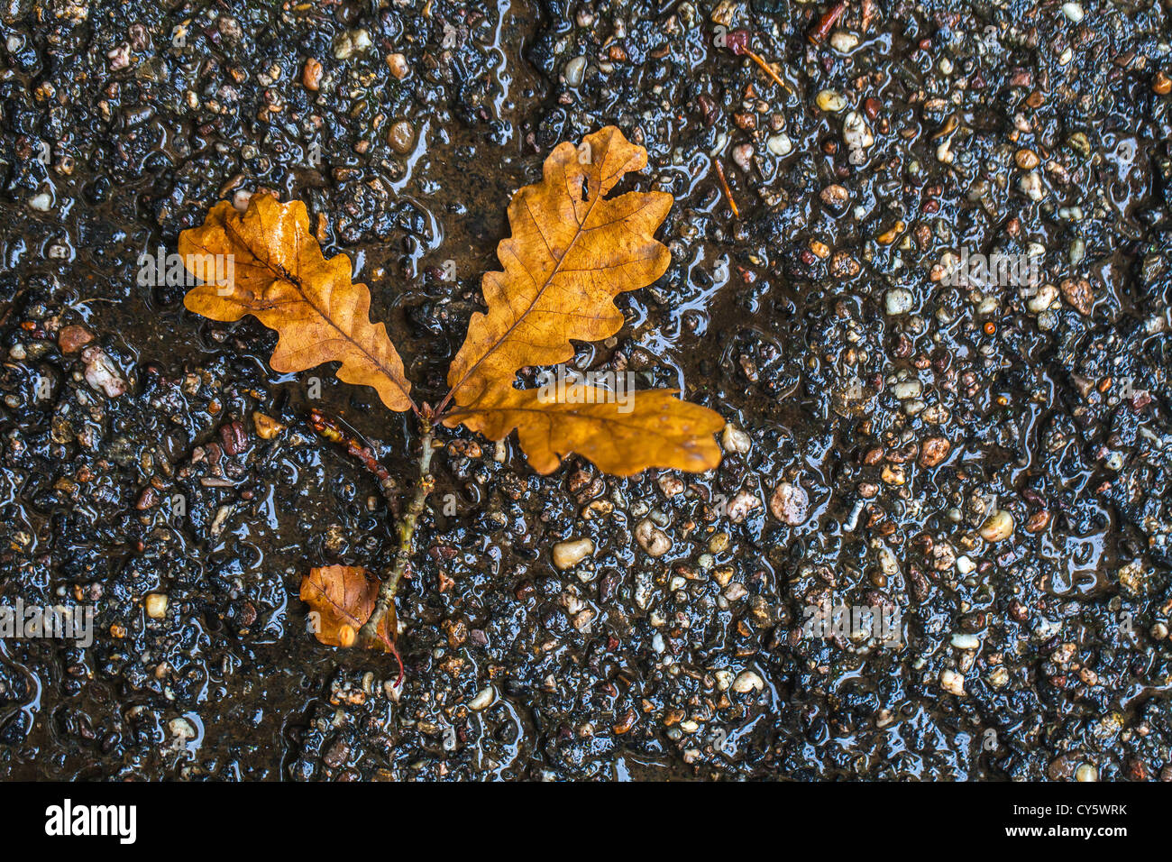 Typical leaves in the Autumn season, full of colors Stock Photo - Alamy