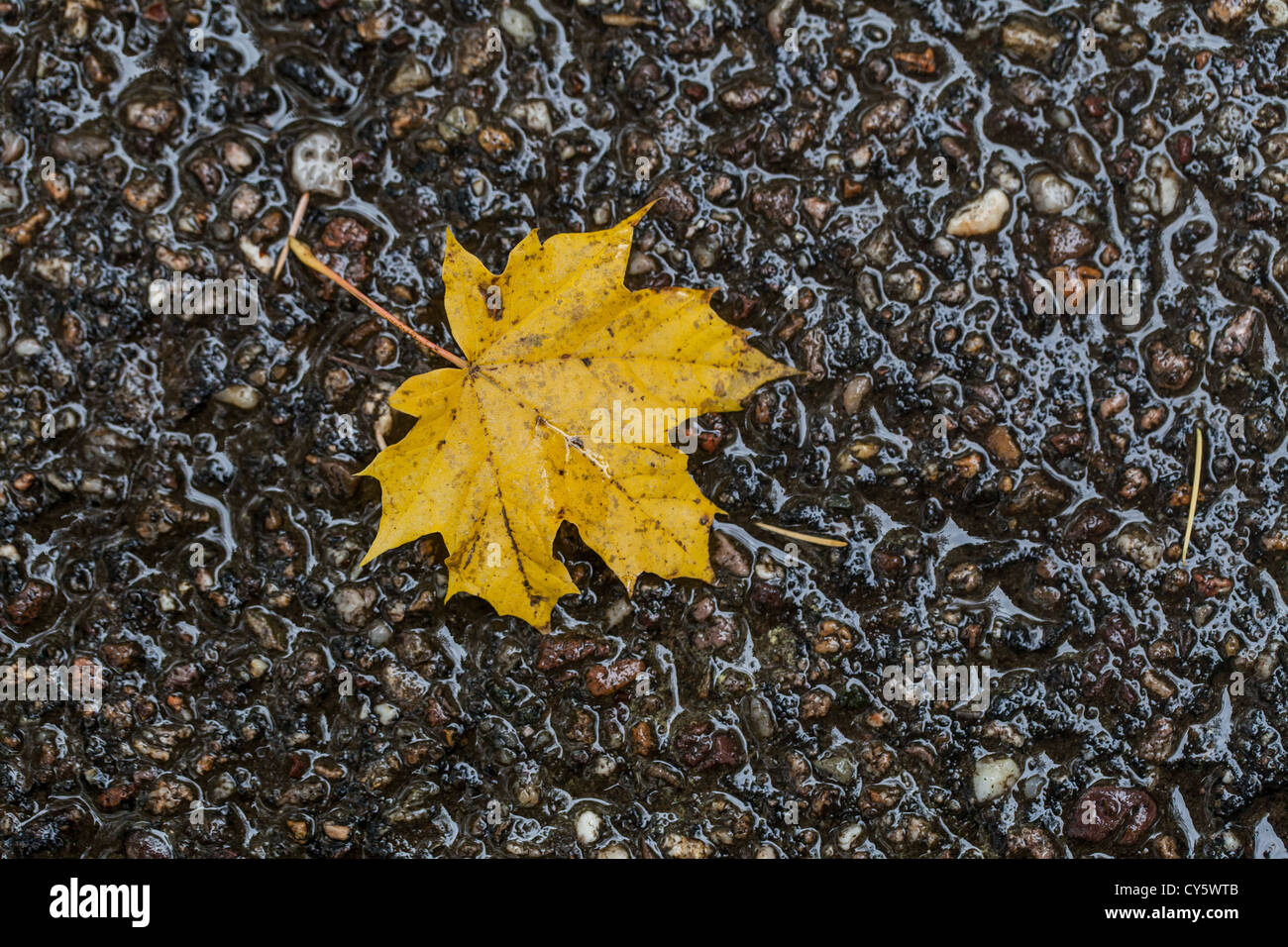 Typical leaves in the Autumn season, full of colors Stock Photo - Alamy