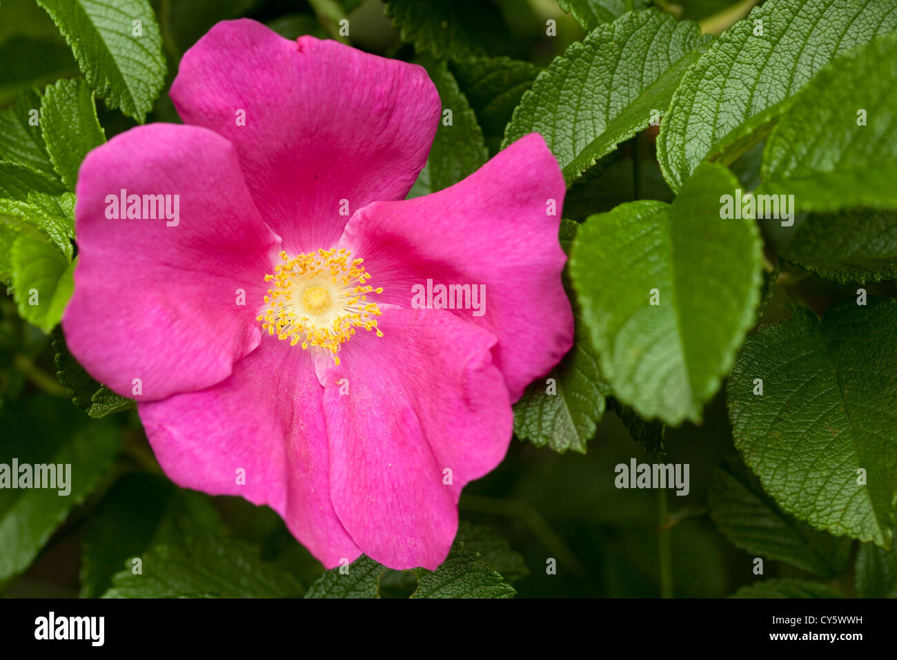 pink developed briar rose with green leaf Stock Photo - Alamy