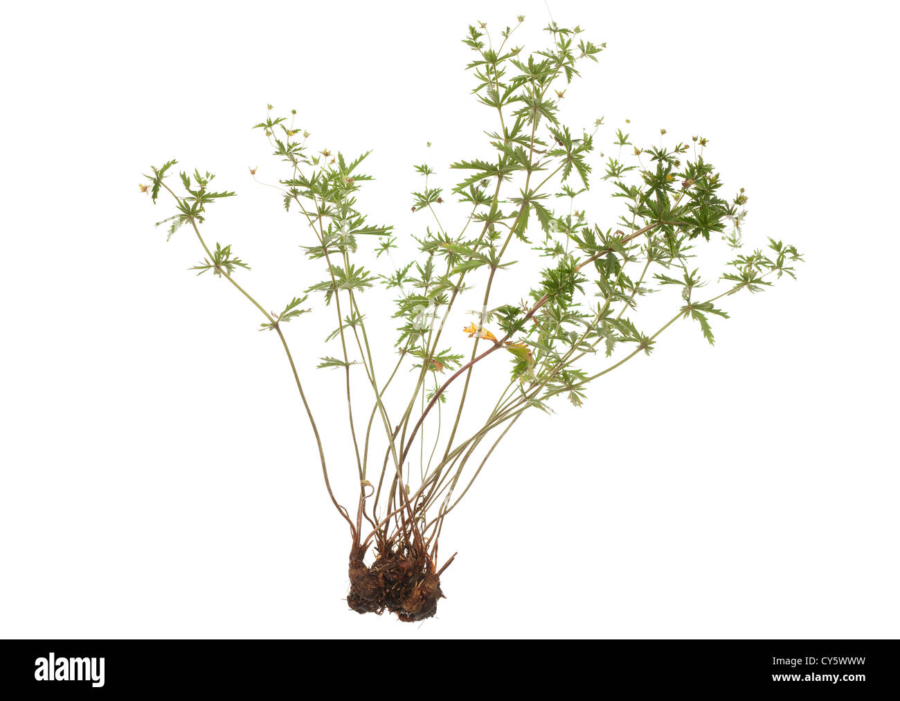 tormentil herb with root and leaf on white background Stock Photo - Alamy