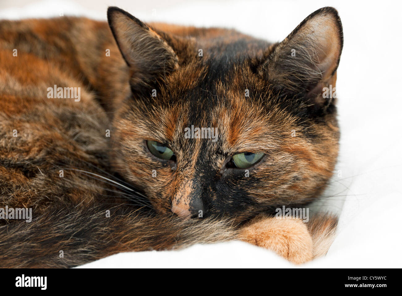 Tortoiseshell tabby cat hi-res stock photography and images - Alamy