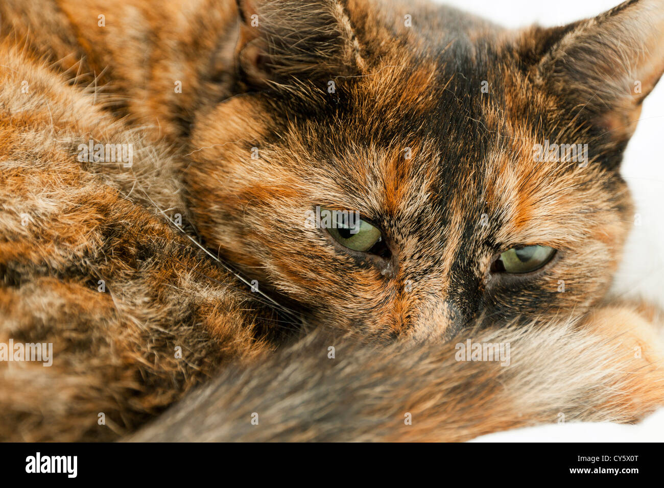 Tortoiseshell tabby cat hi-res stock photography and images - Alamy