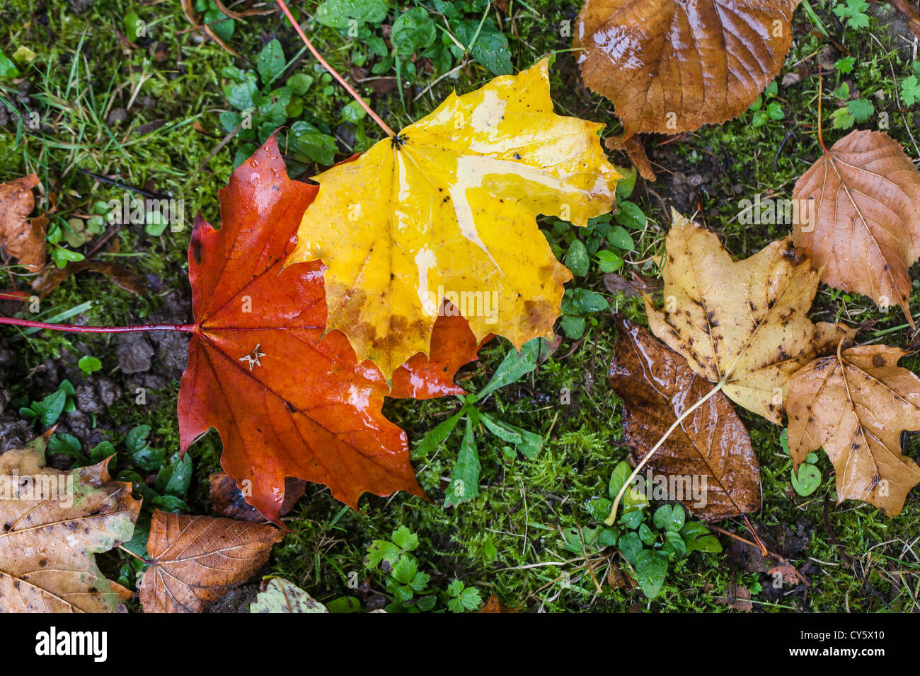 Typical leaves in the Autumn season, full of colors Stock Photo - Alamy