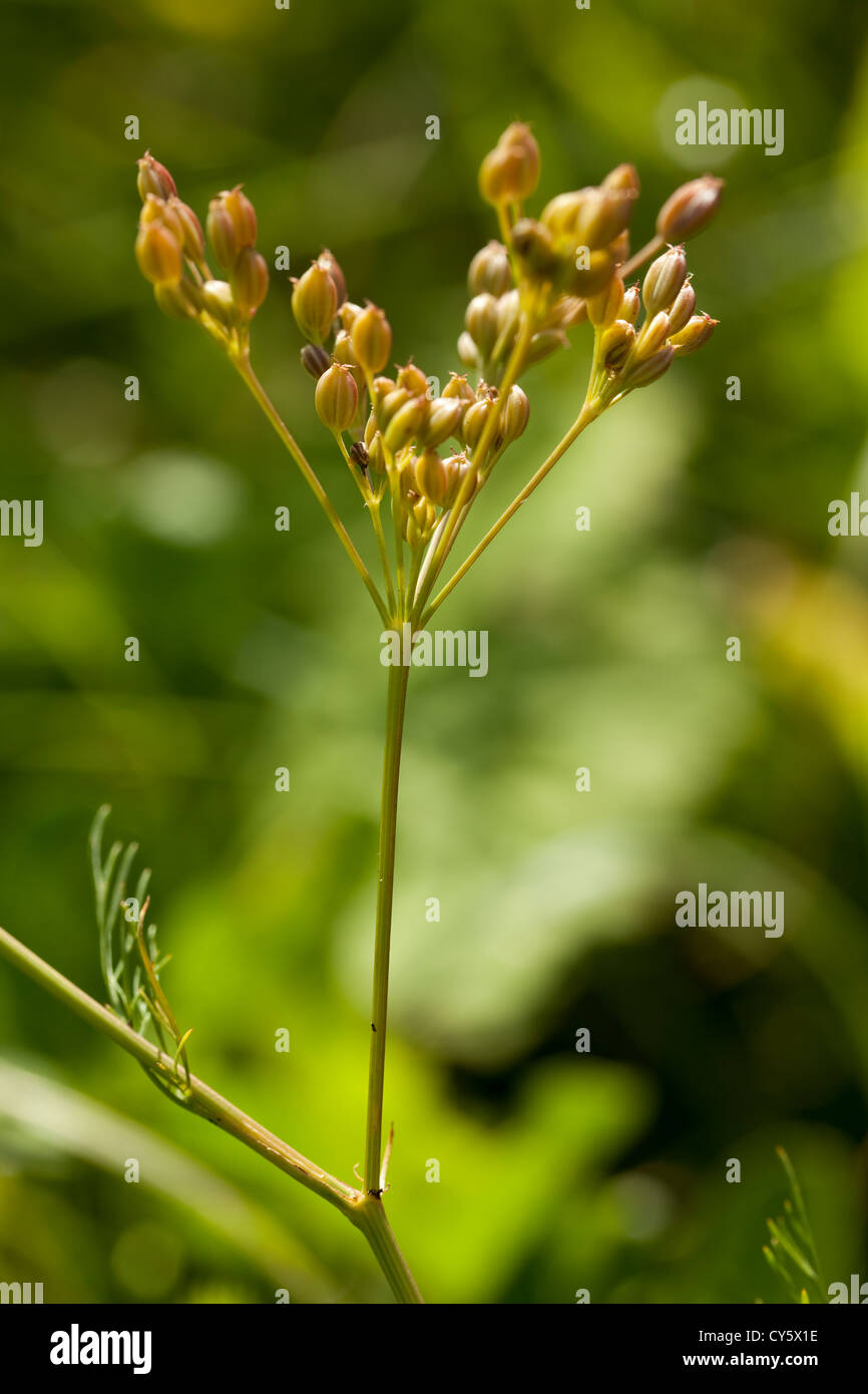 fresh cumin shallow focus in a garden Stock Photo - Alamy