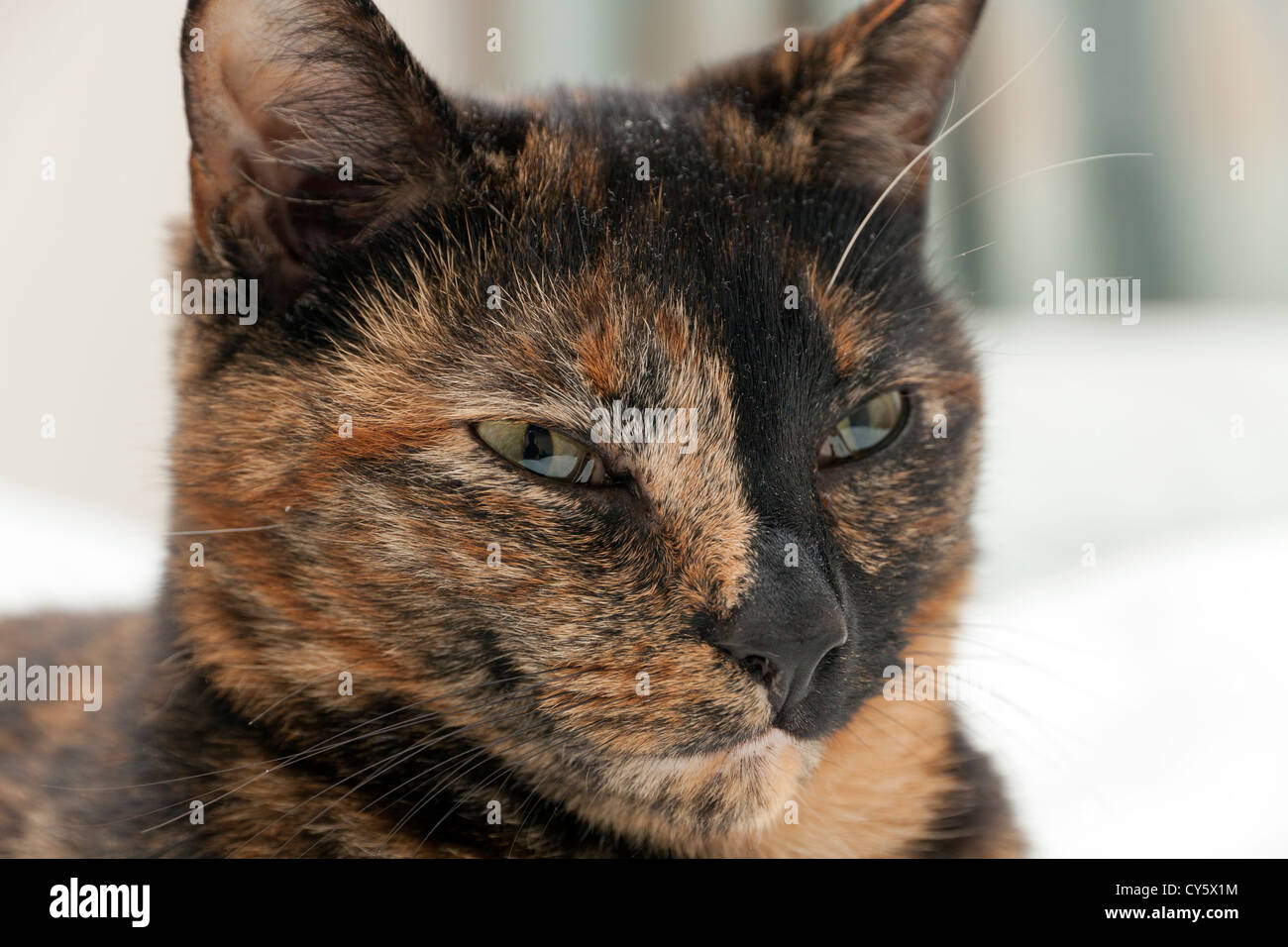 Tortoiseshell tabby cat hi-res stock photography and images - Alamy