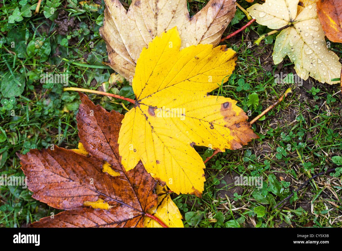 Typical leaves in the Autumn season, full of colors Stock Photo - Alamy