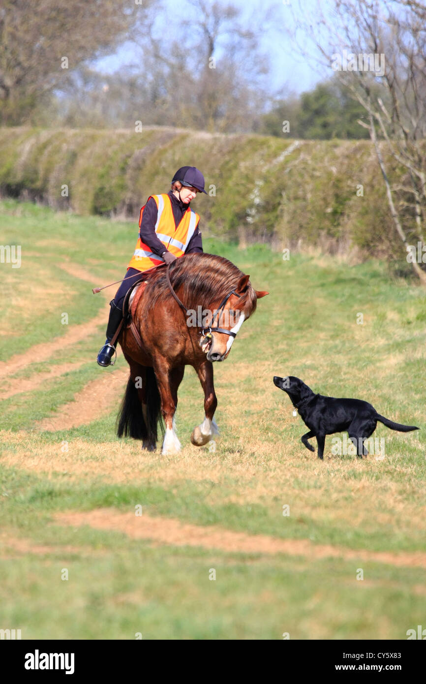Horse and dog meet on a country ride Stock Photo - Alamy