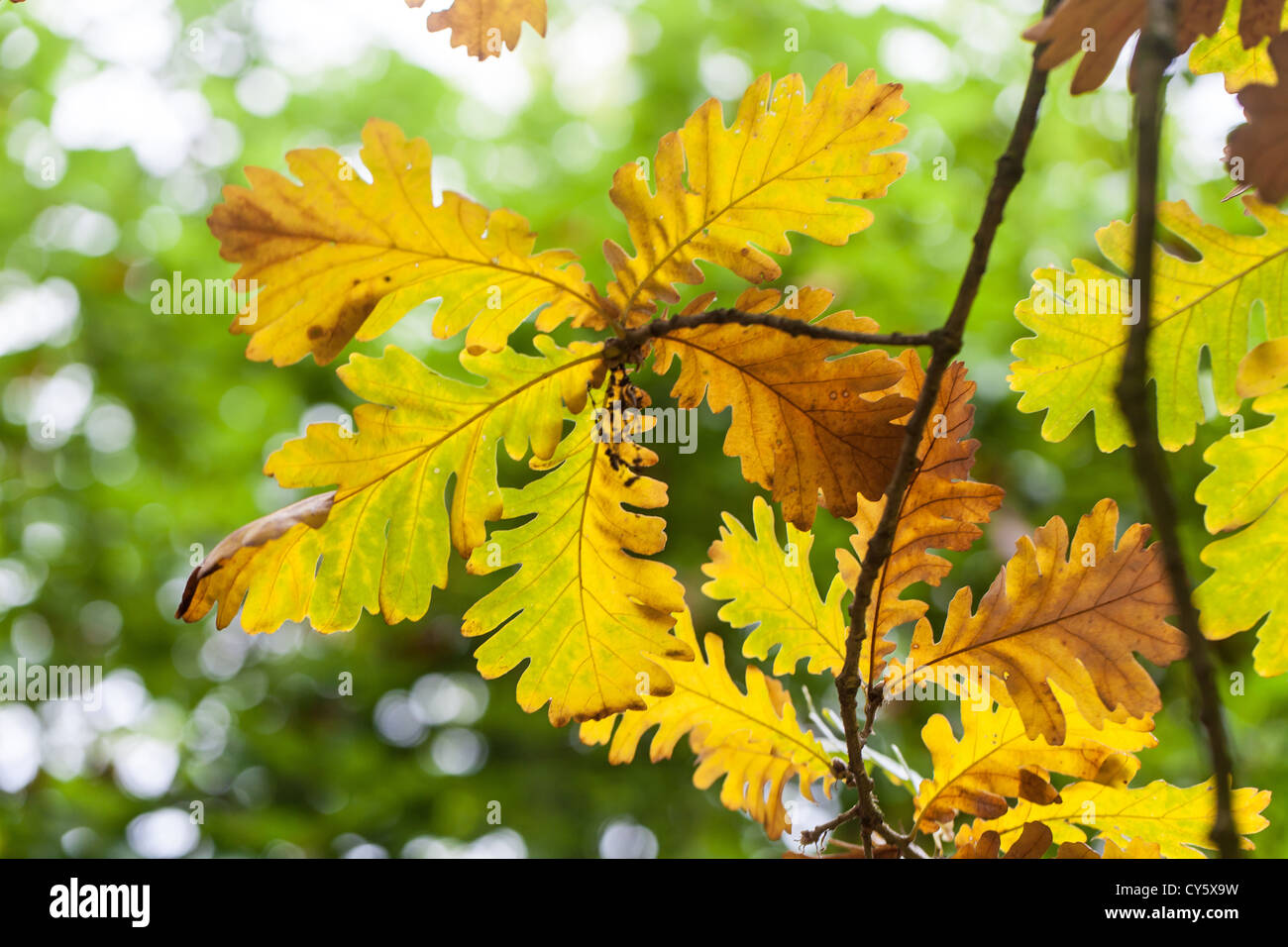 Typical leaves in the Autumn season, full of colors Stock Photo - Alamy