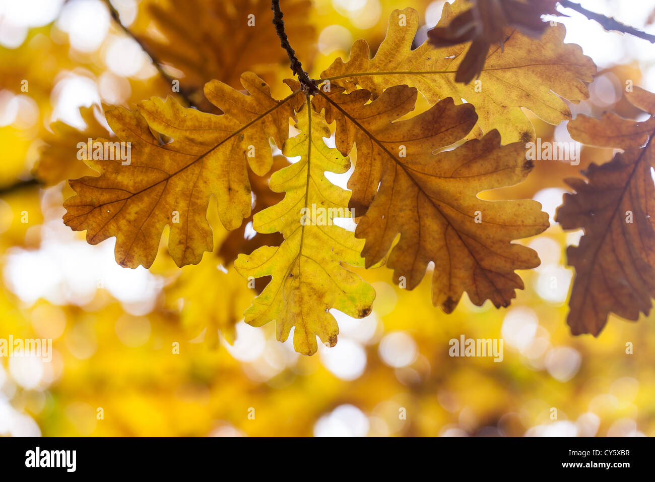 Typical leaves in the Autumn season, full of colors Stock Photo - Alamy